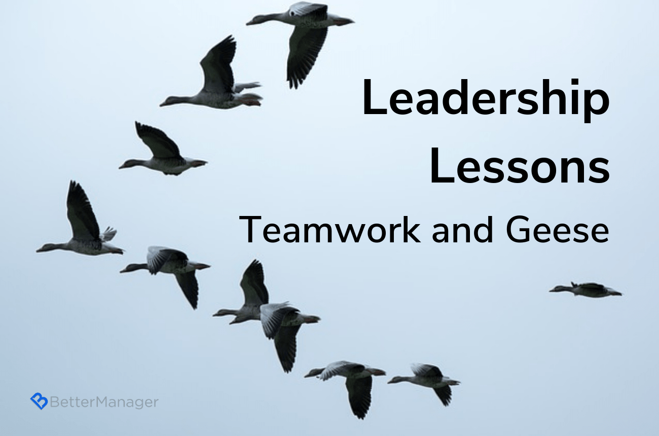 How To Improve Teamwork By Studying Geese! • BetterManager